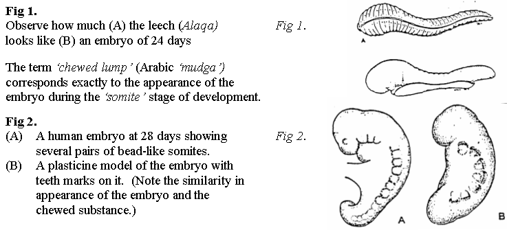 Human Embryology in the Holy Quran - Understanding Islam